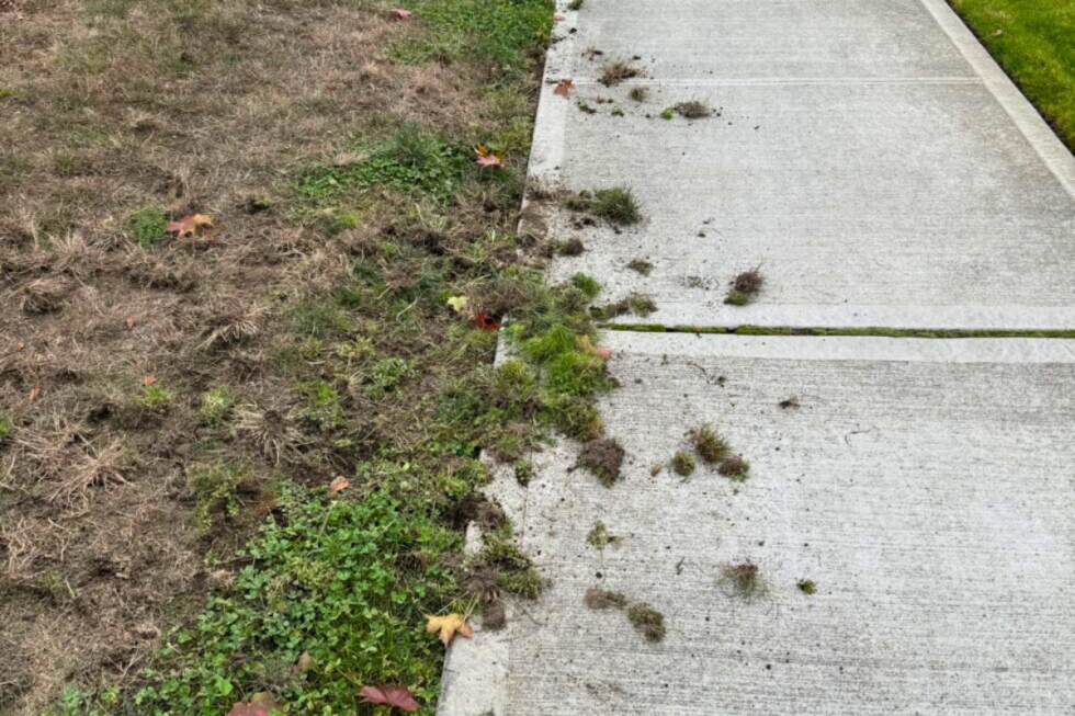 Why Are Crows Tearing Up My Lawn in Seattle?
