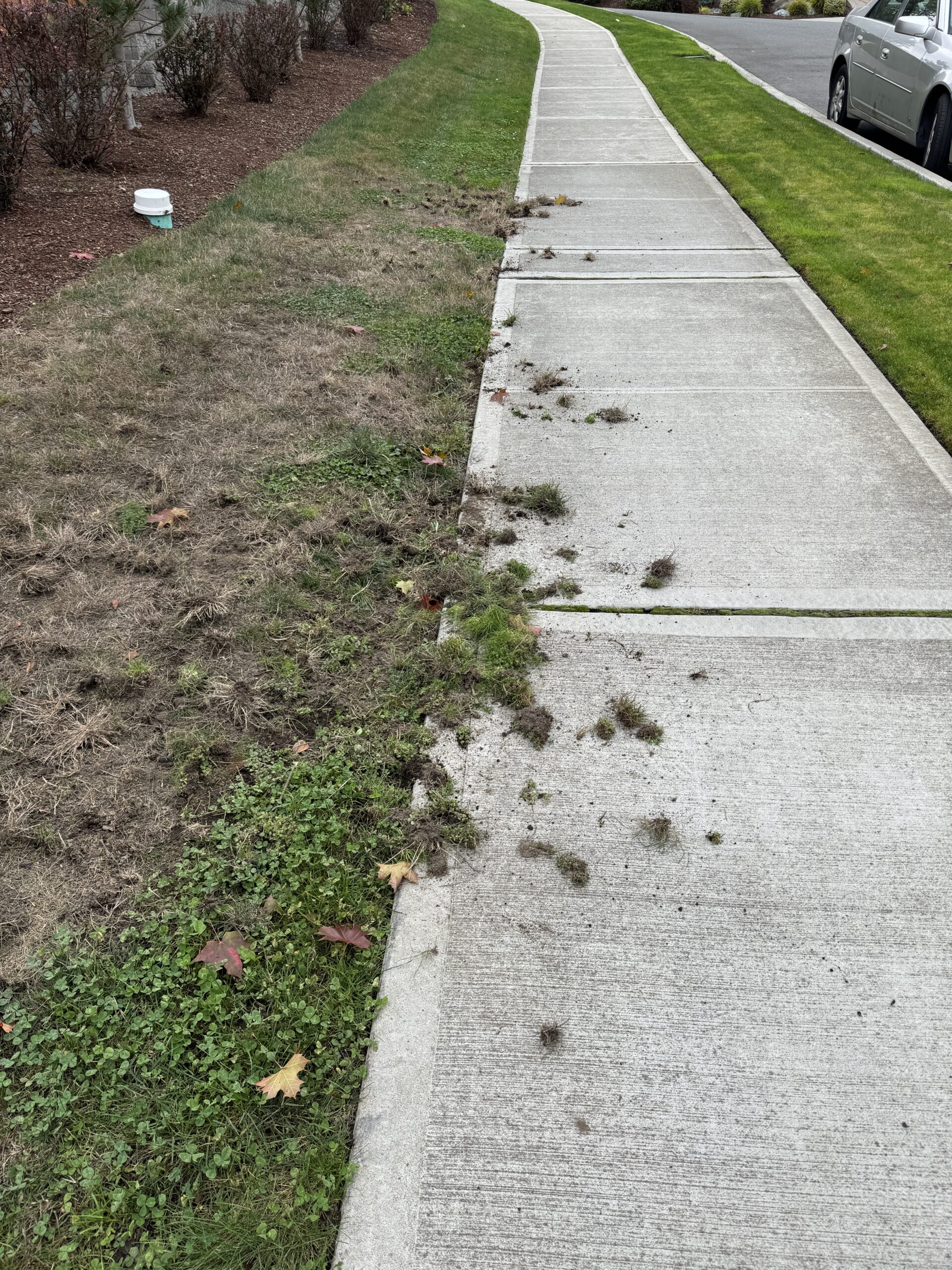 Why Are Crows Tearing Up My Lawn in Seattle?