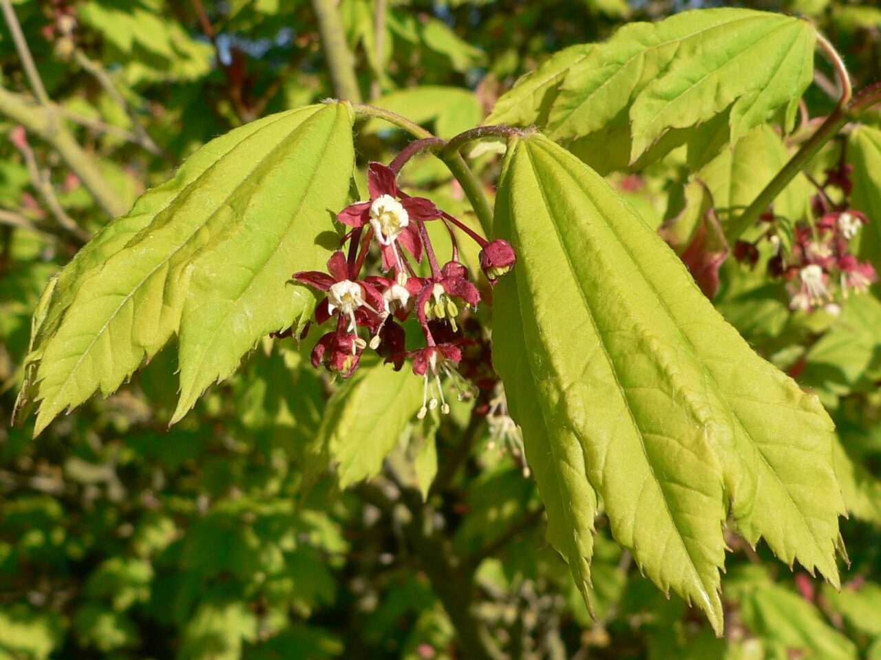 Best Native Plants for Seattle Landscape Design - Seattle Sustainable ...