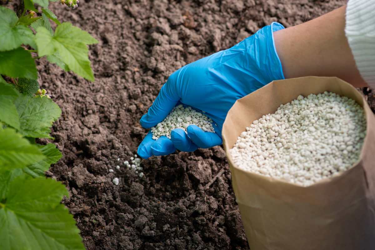 Organic vs Synthetic Fertilizer: Impact on Lawns and Landscapes